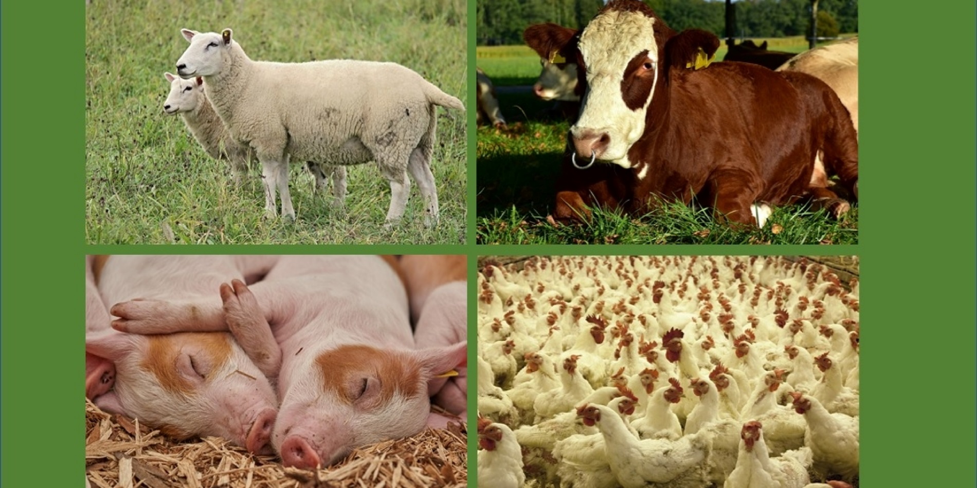 La production animale au Québec | Lära LMS