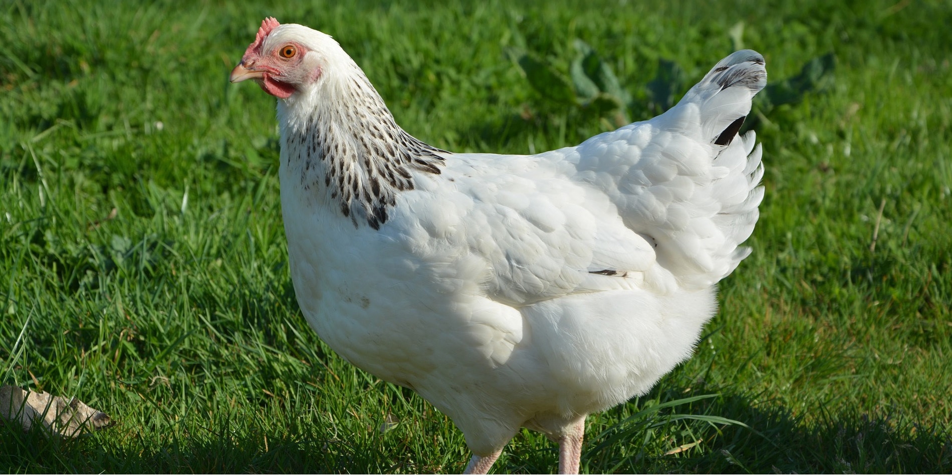 La production avicole au Québec